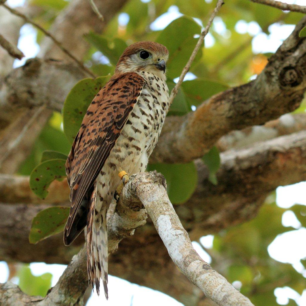 Mauritian Wildlife Foundation